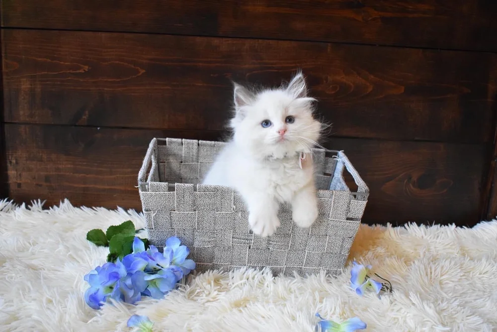 Black Widow — American Girlz Ragdoll Cattery