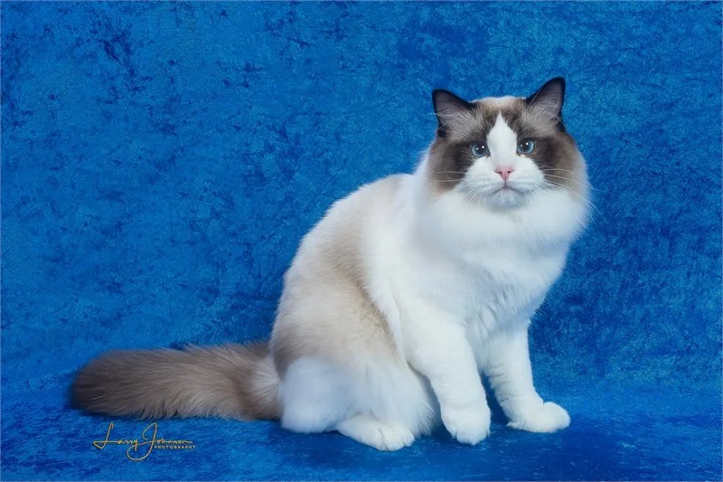 American Girlz Ragdoll Cattery