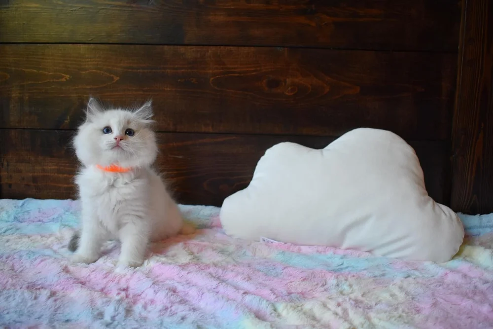 Thor — American Girlz Ragdoll Cattery