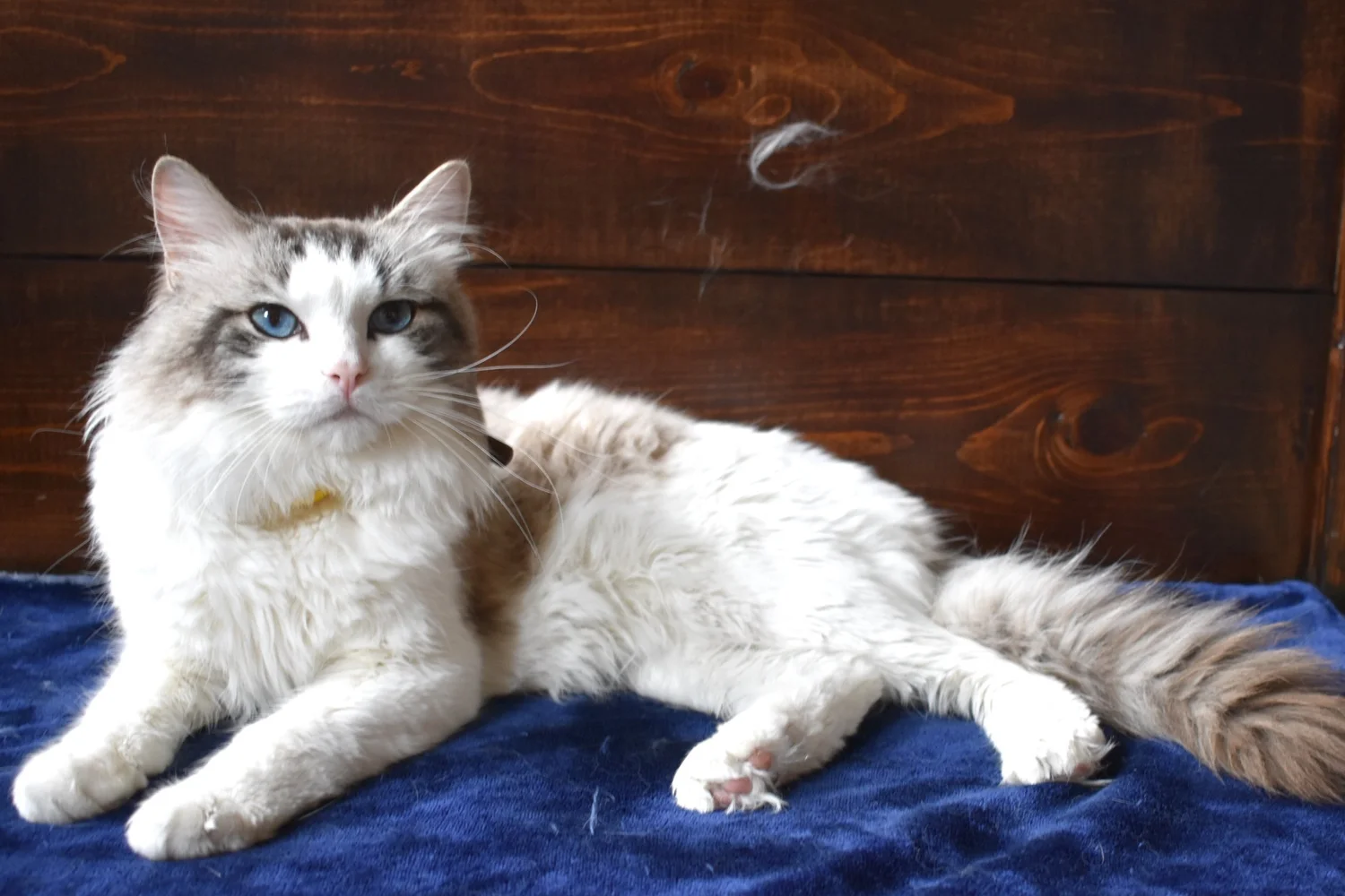 American Girlz Ragdoll Cattery
