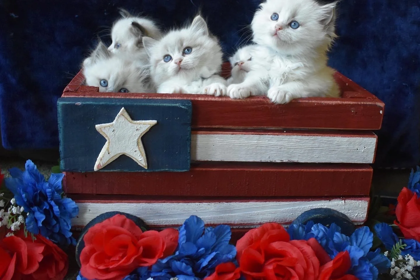 American Girlz Ragdoll Cattery
