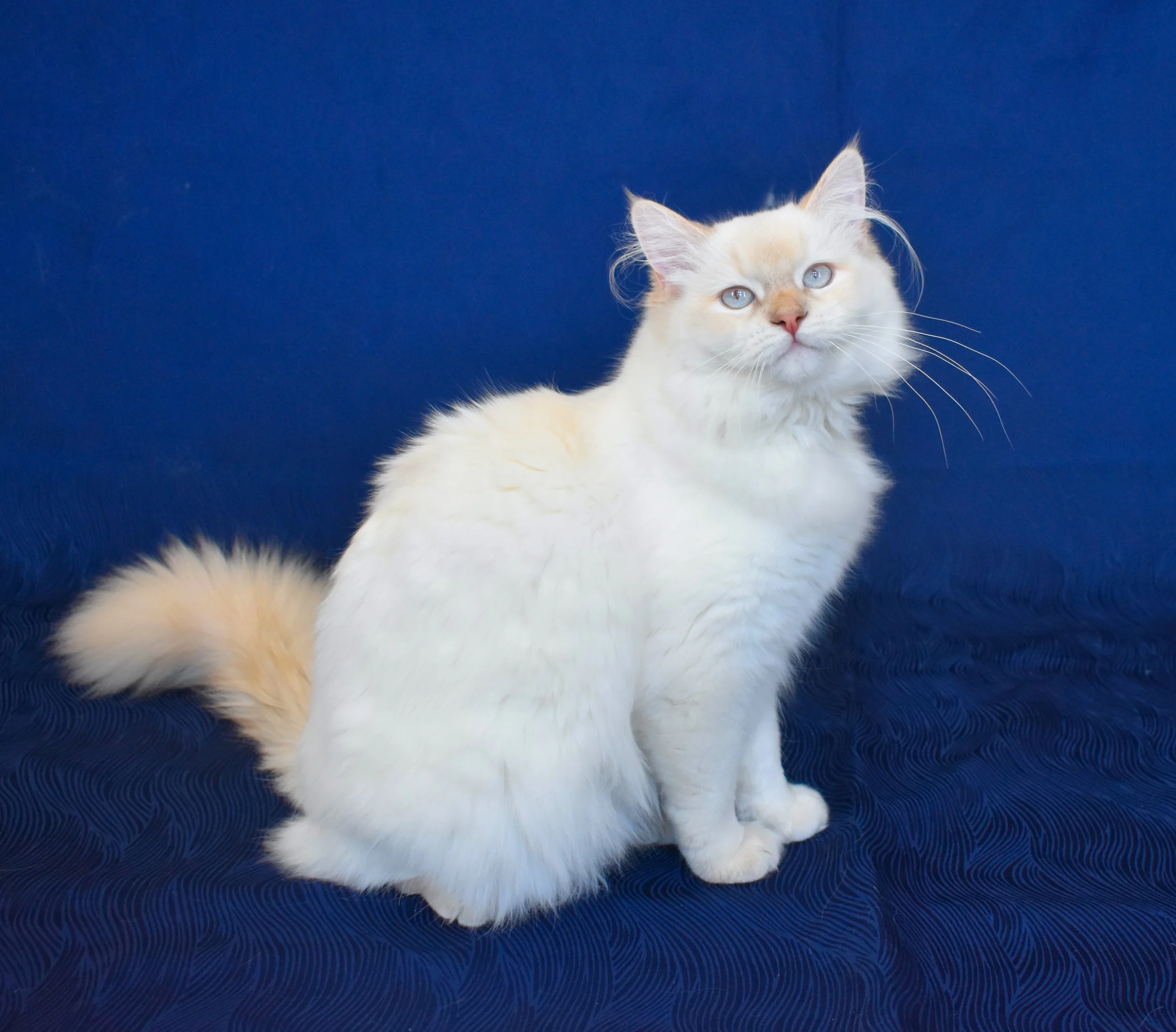 Kiya — American Girlz Ragdoll Cattery