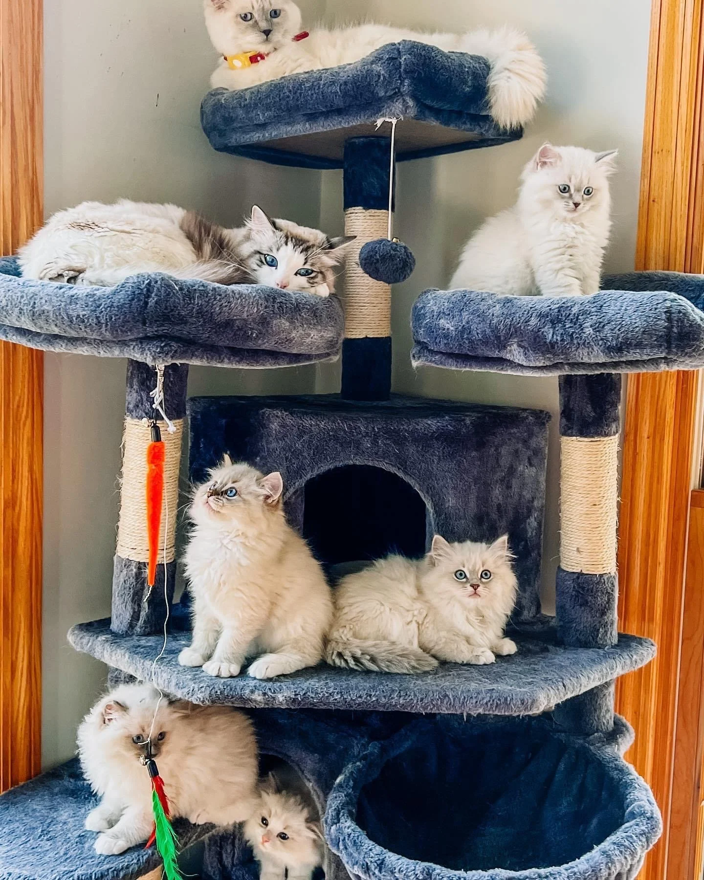 Pride & Prejudice Litter — American Girlz Ragdoll Cattery