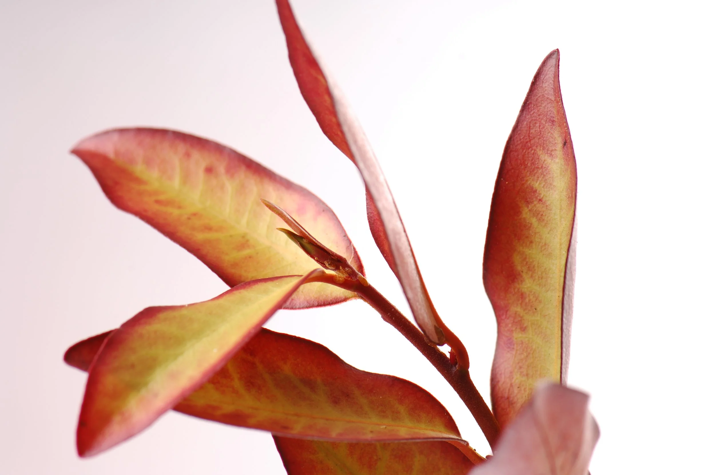 Horopito - Forest Herbs Research