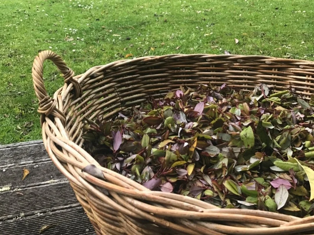 Horopito - Forest Herbs Research