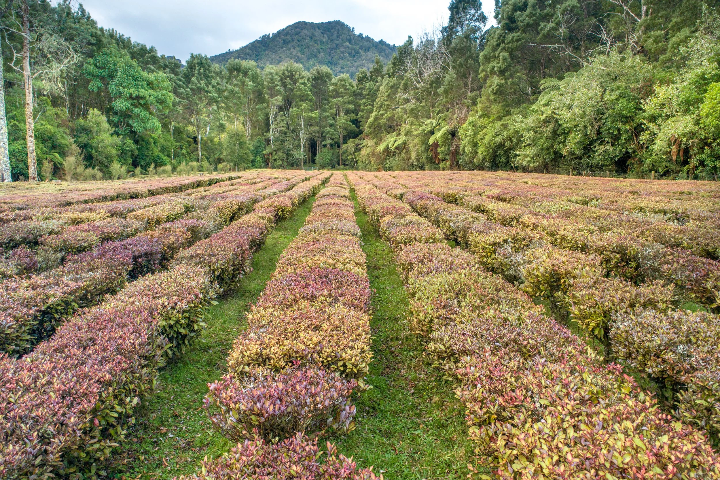 Horopito - Forest Herbs Research