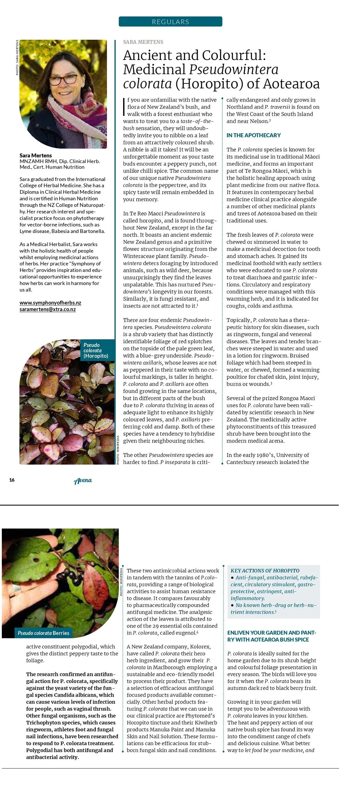 Horopito - Forest Herbs Research