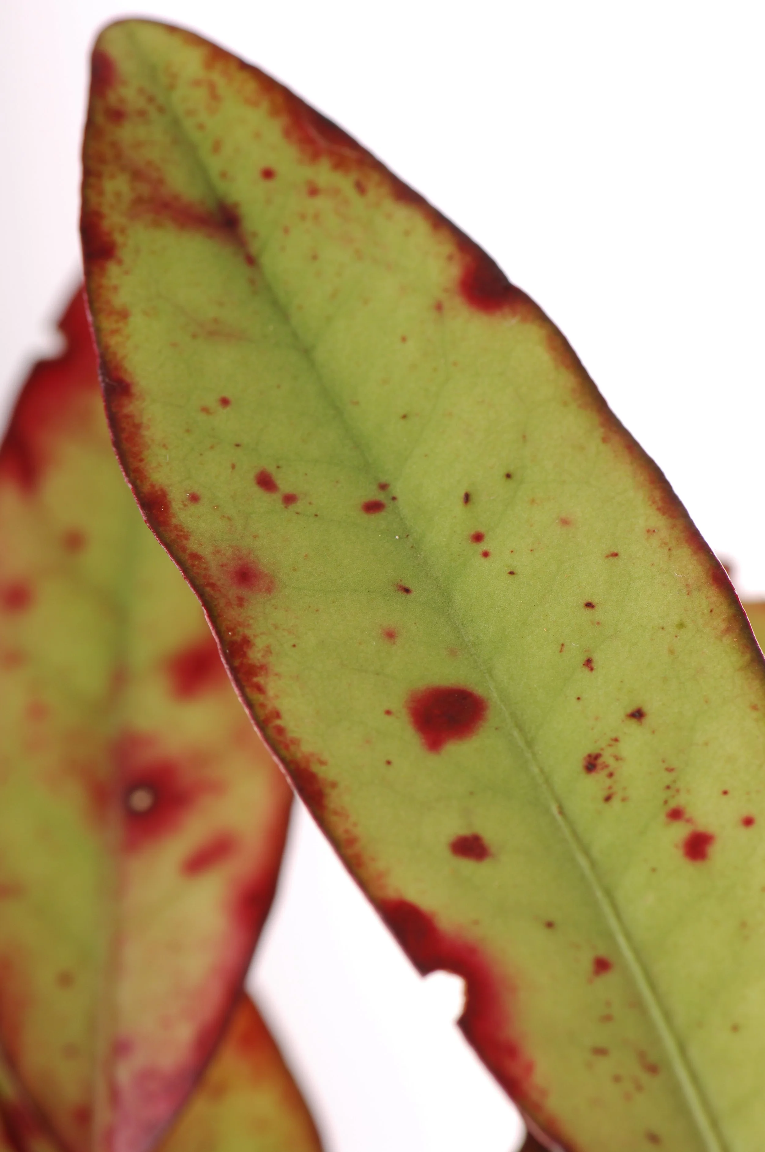 Horopito - Forest Herbs Research