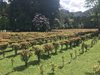 Horopito - Forest Herbs Research