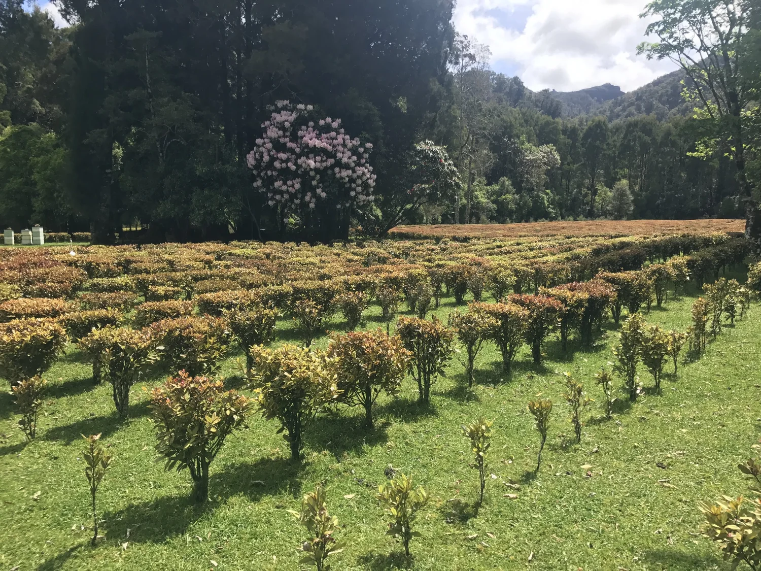 Horopito - Forest Herbs Research