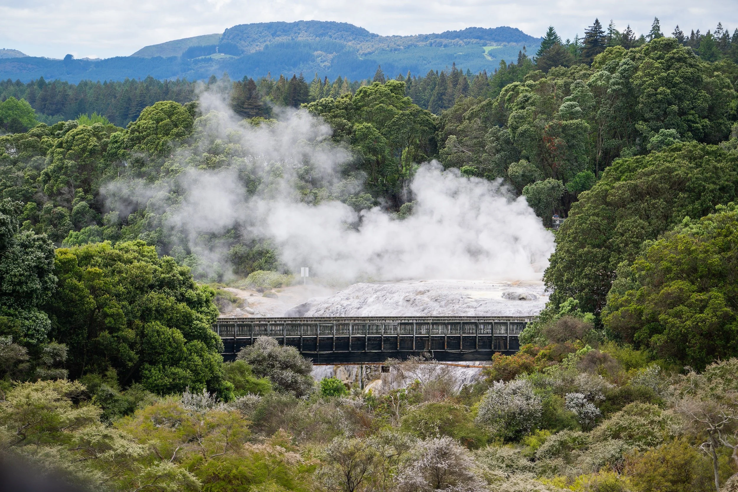 Ngā Pou a Tāne | The National Māori Forestry Association