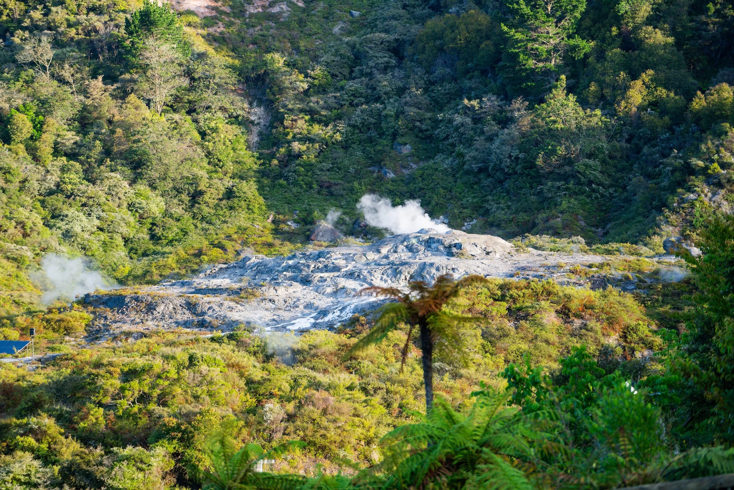 Ngā Pou a Tāne | The National Māori Forestry Association