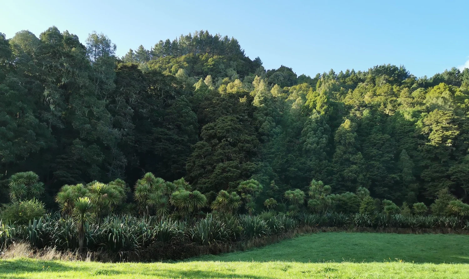 Ngā Pou a Tāne | The National Māori Forestry Association