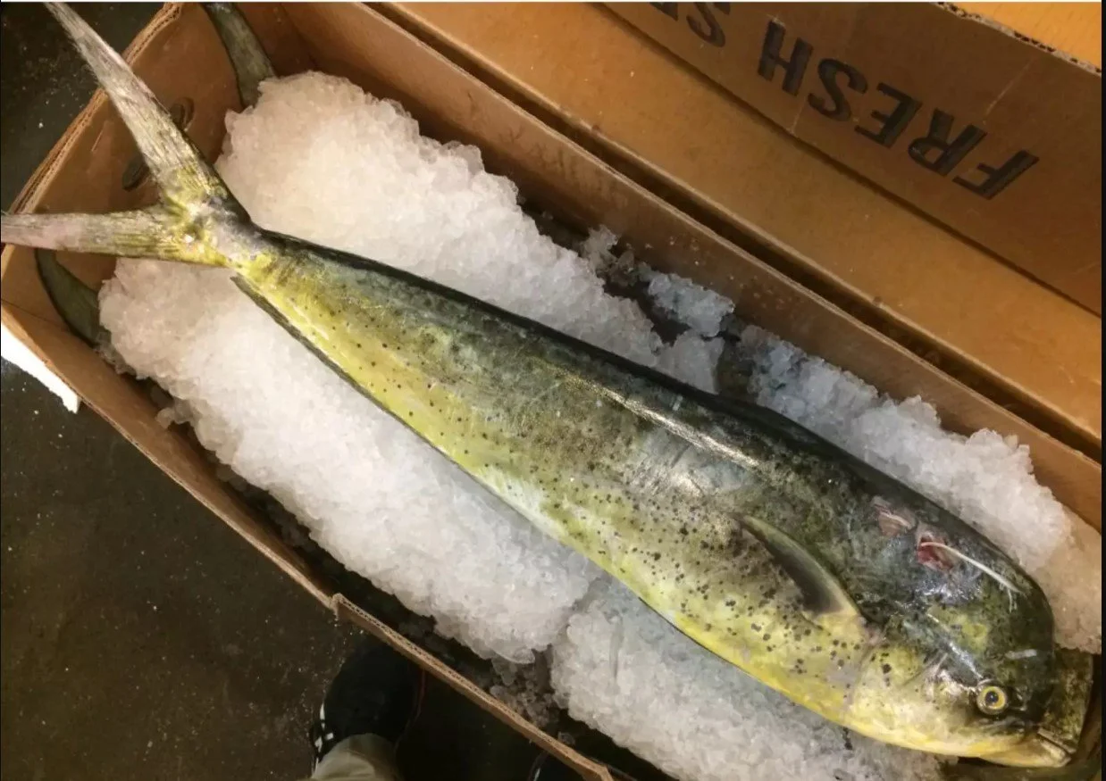 Mahi Mahi — Seatrace International