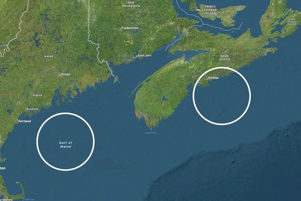 American Lobster — Seatrace International