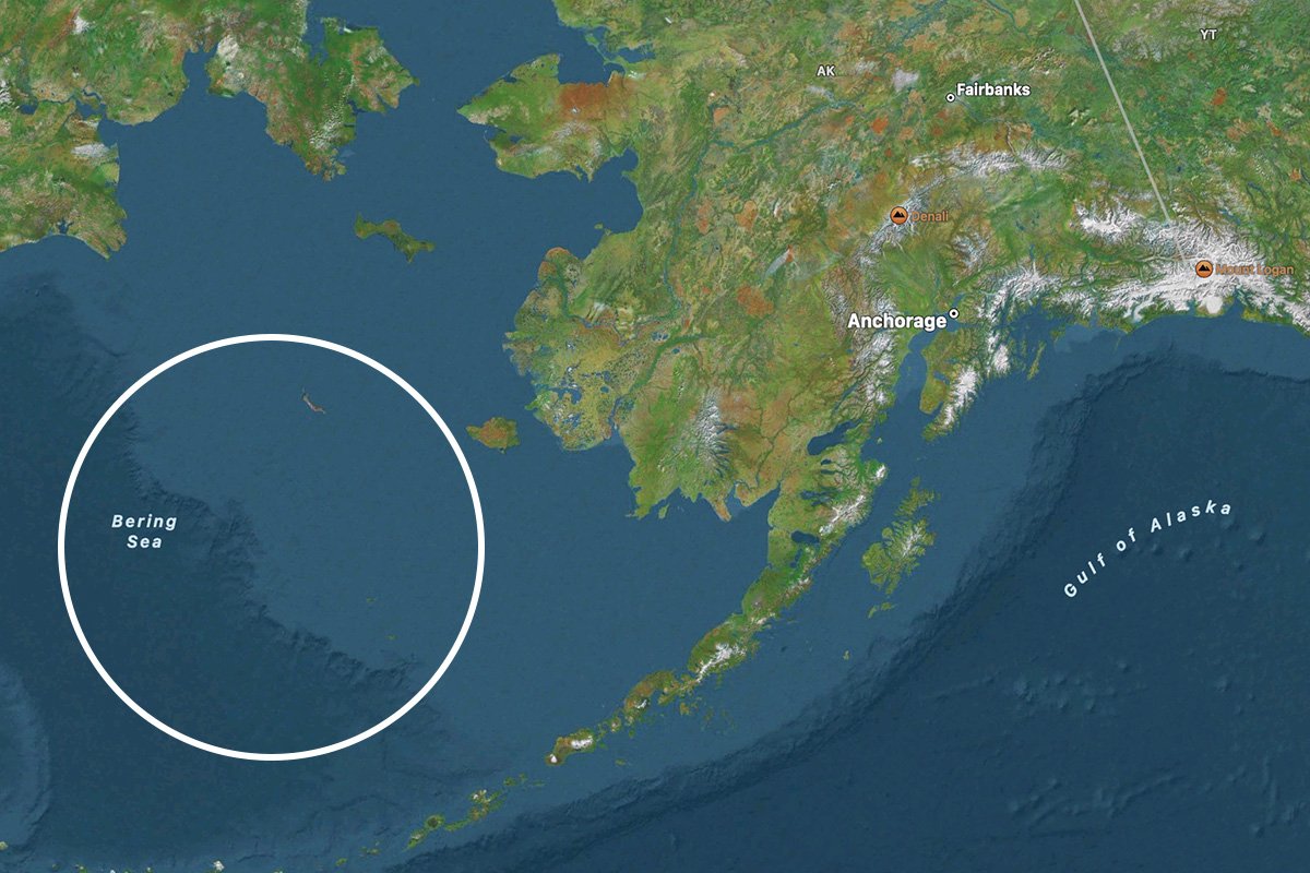 Pacific Hake — Seatrace International