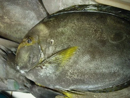 Surgeon Fish — Seatrace International
