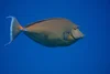 Surgeon Fish — Seatrace International