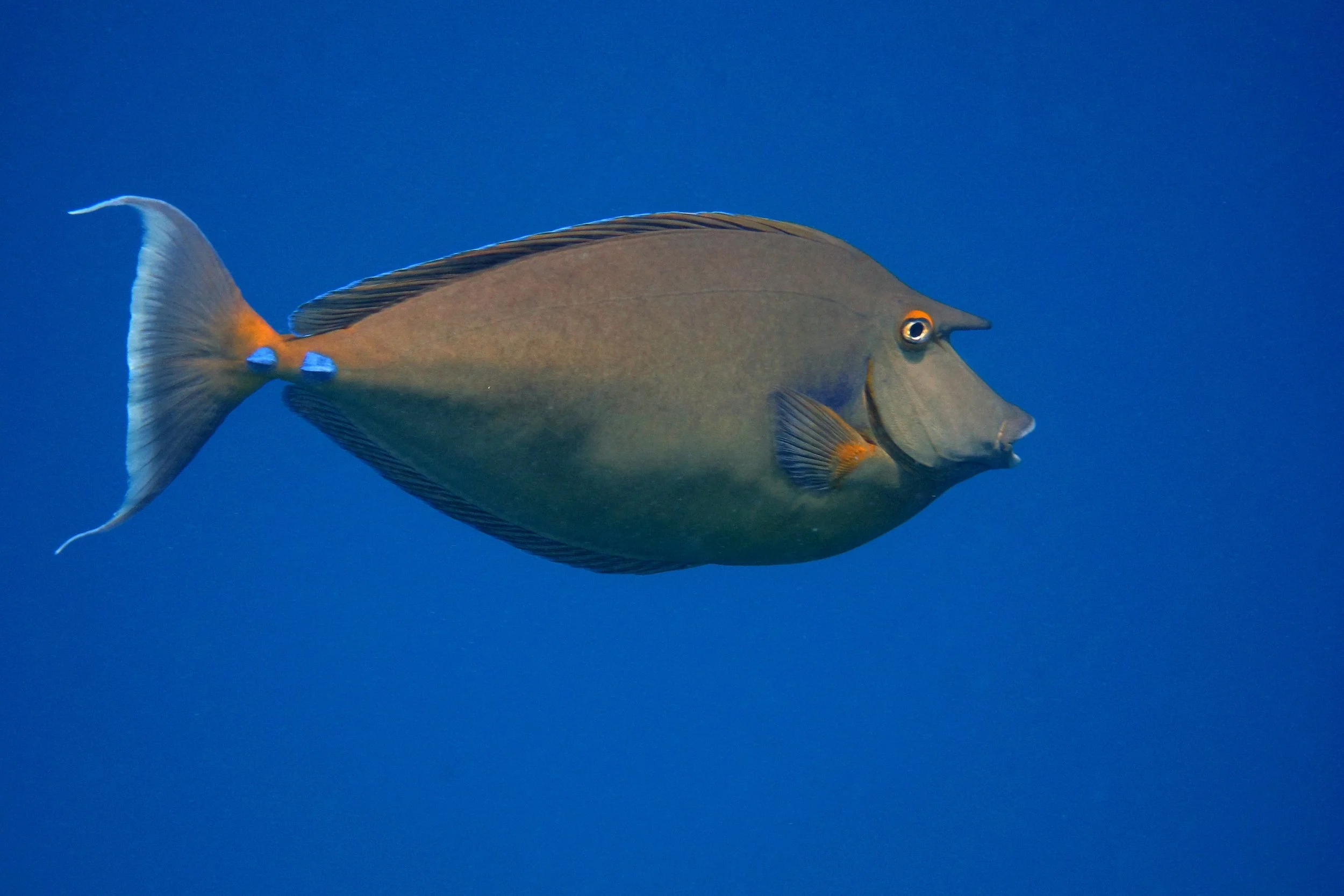 Surgeon Fish — Seatrace International