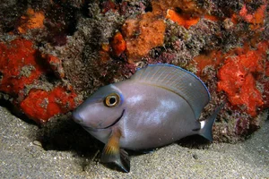 Surgeon Fish — Seatrace International