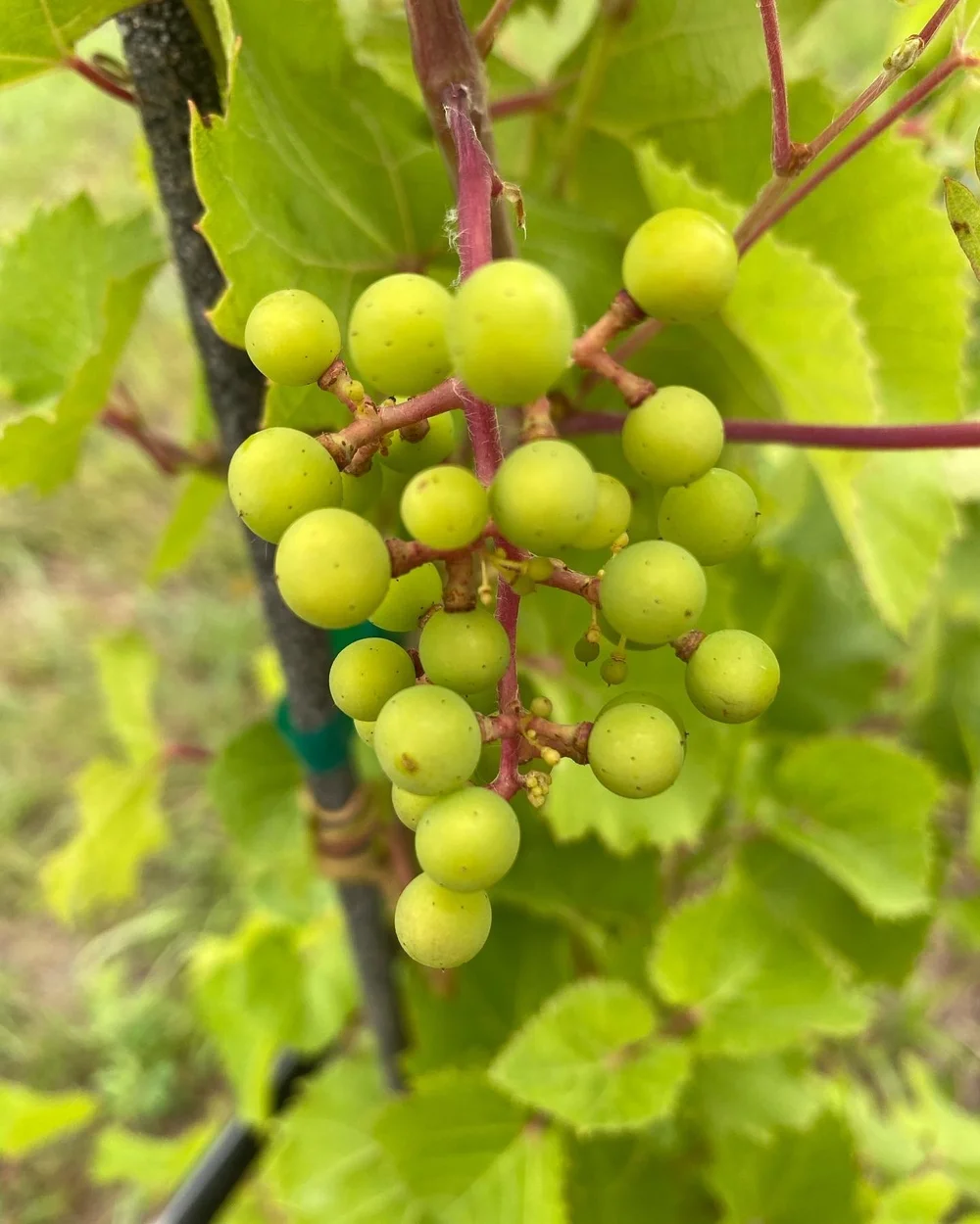 Vineyard & Winery — Divine Vineyard & Venue Divine Venue