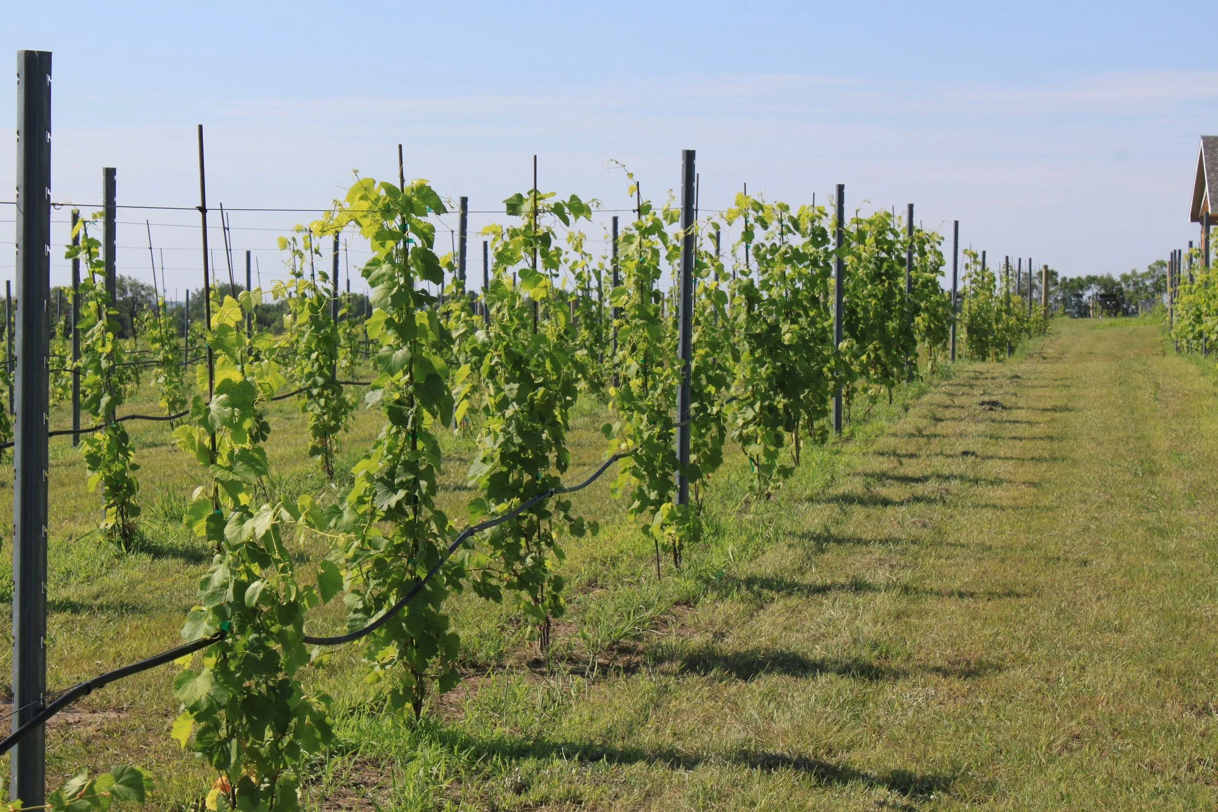 Vineyard & Winery — Divine Vineyard & Venue Divine Venue