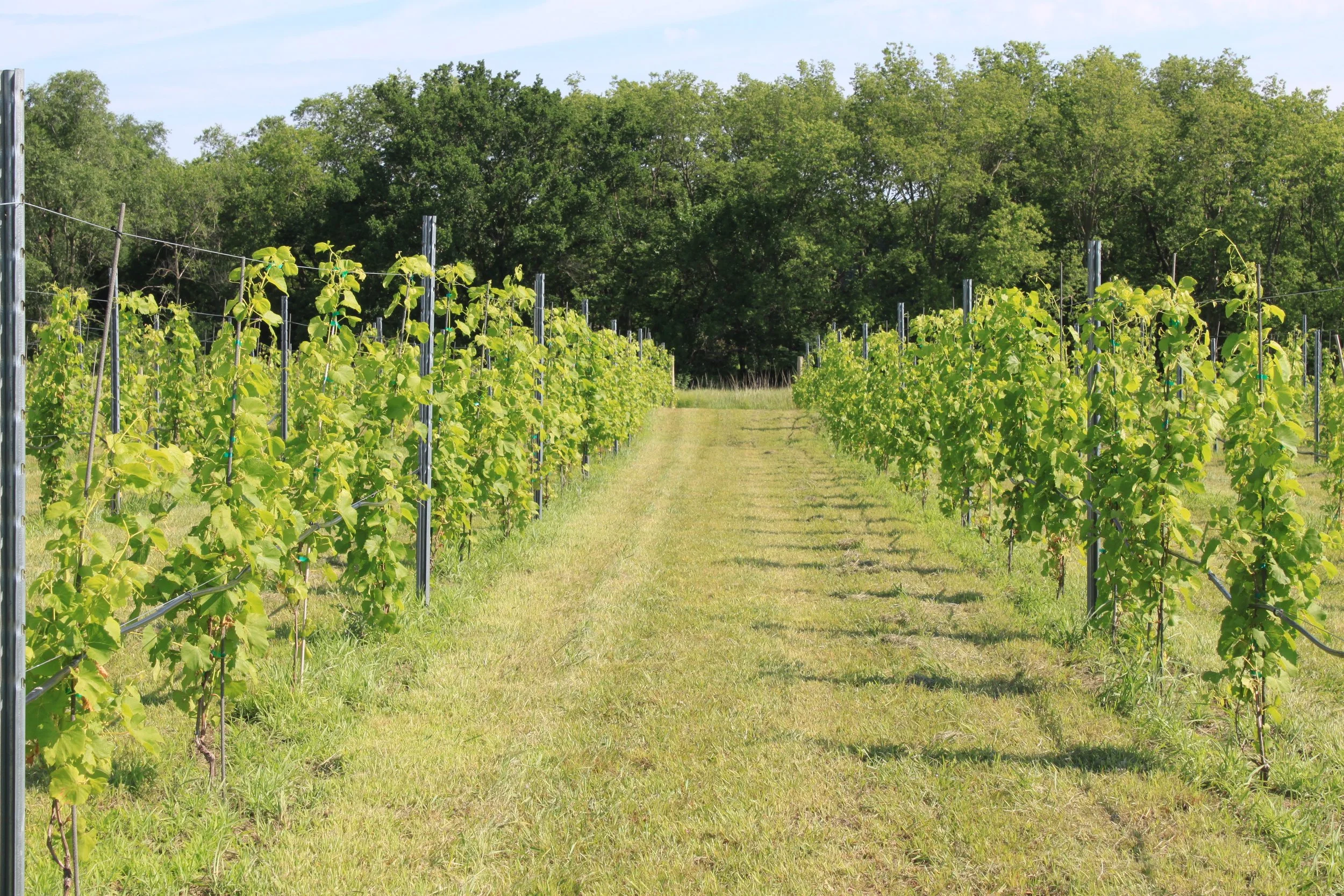 Vineyard & Winery — Divine Vineyard & Venue Divine Venue