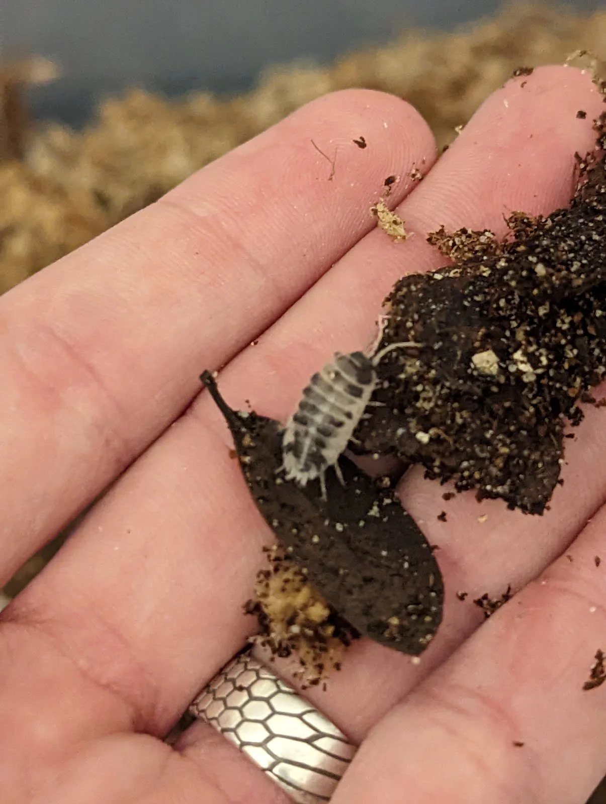 Bioactive Enclosures | Beckys Pet Care