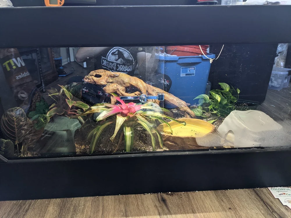 Bioactive Enclosures | Beckys Pet Care