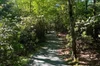 Limberlost Trail in Shenandoah National Park: A Hiking Guide