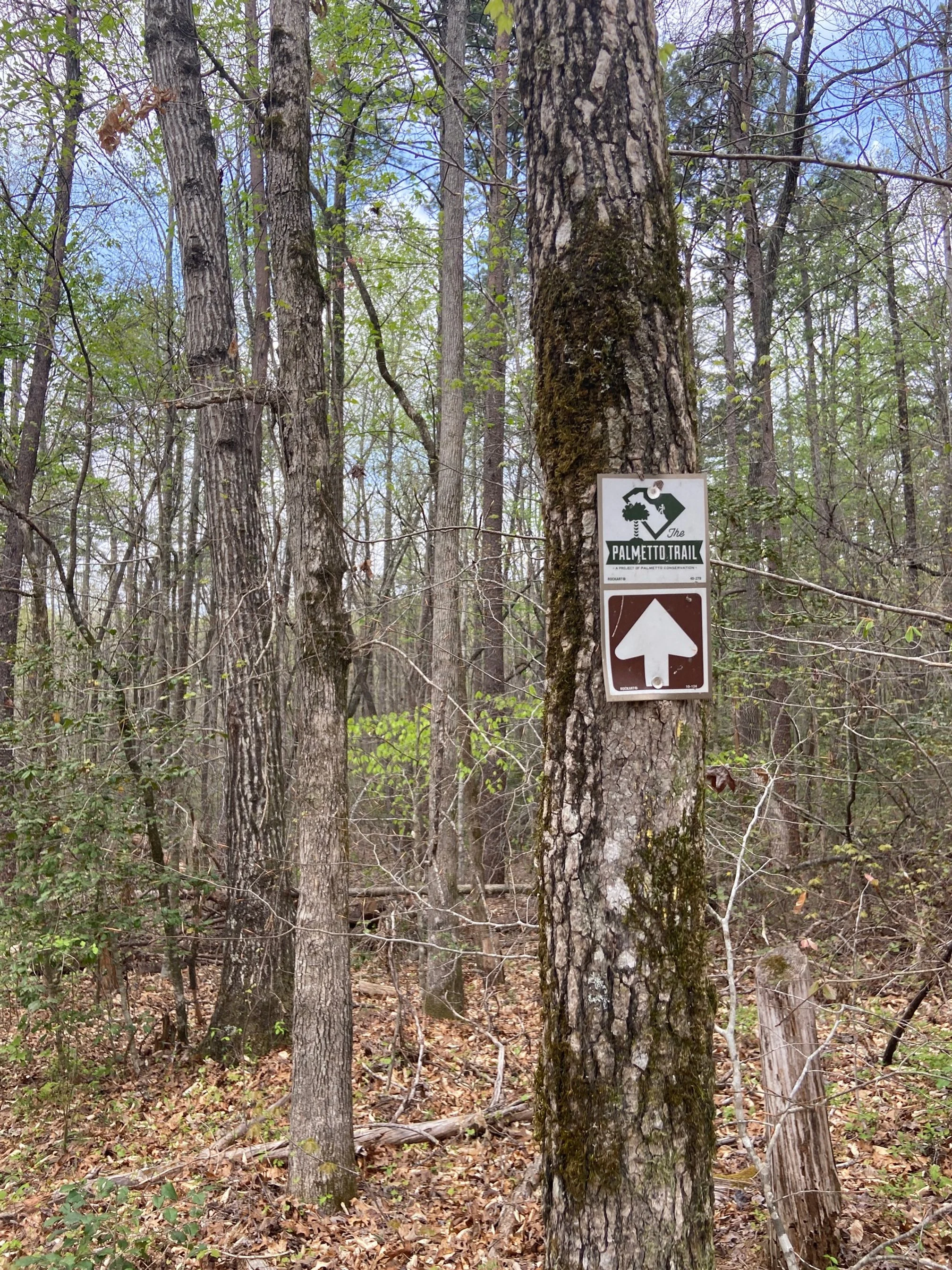 A Guide to Hiking for Beginners on a Budget