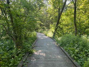 Limberlost Trail in Shenandoah National Park: A Hiking Guide
