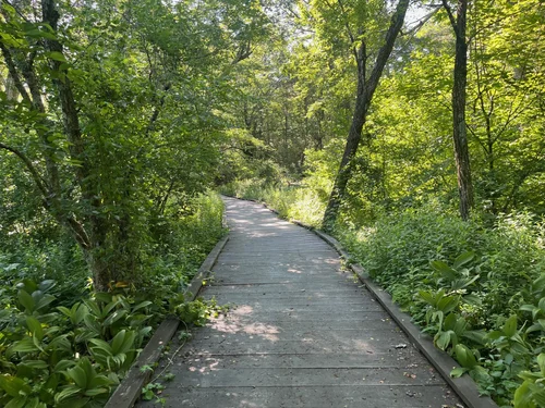 Limberlost Trail in Shenandoah National Park: A Hiking Guide