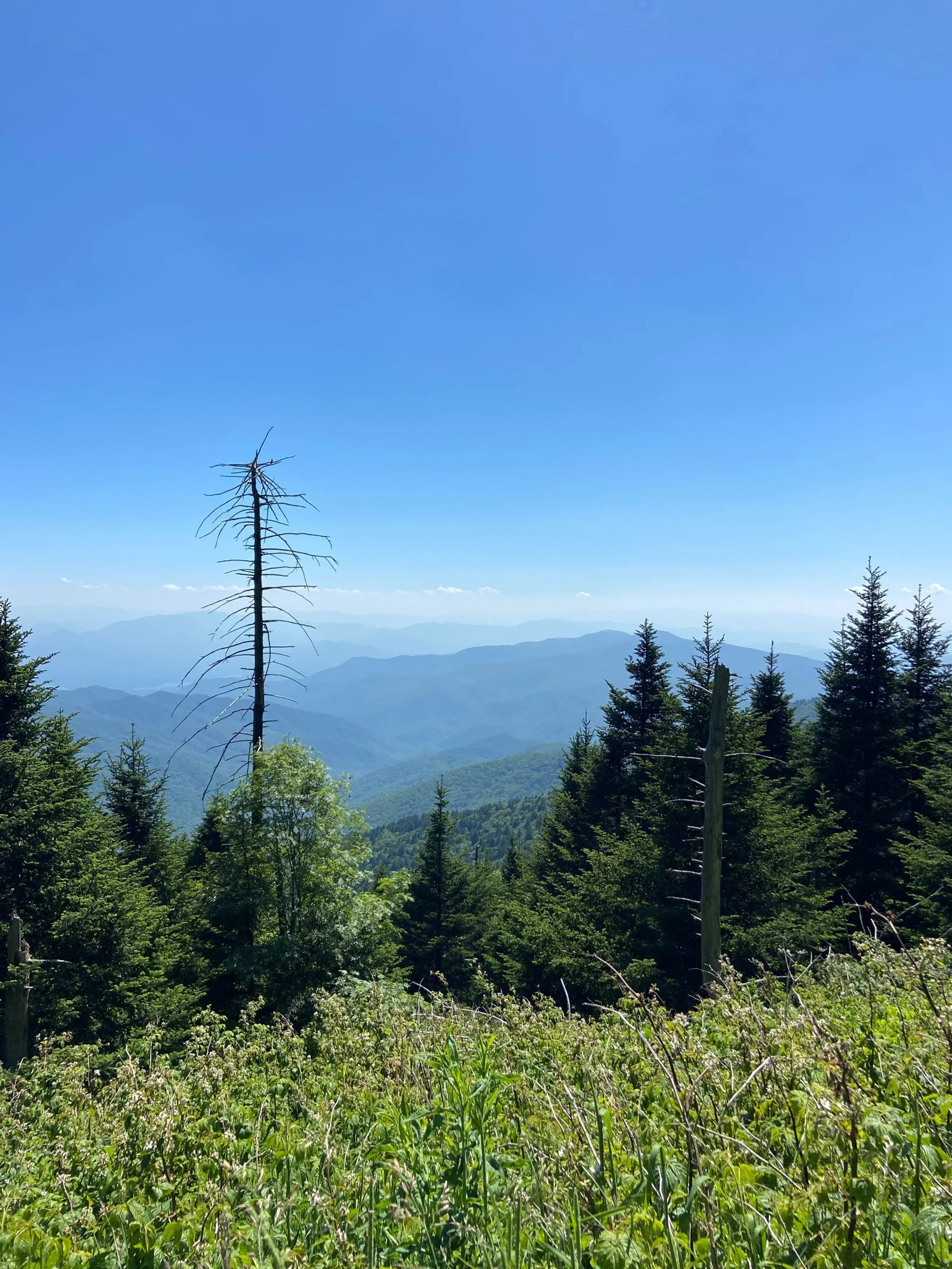 Clingman’s Dome Hike: A Complete Guide