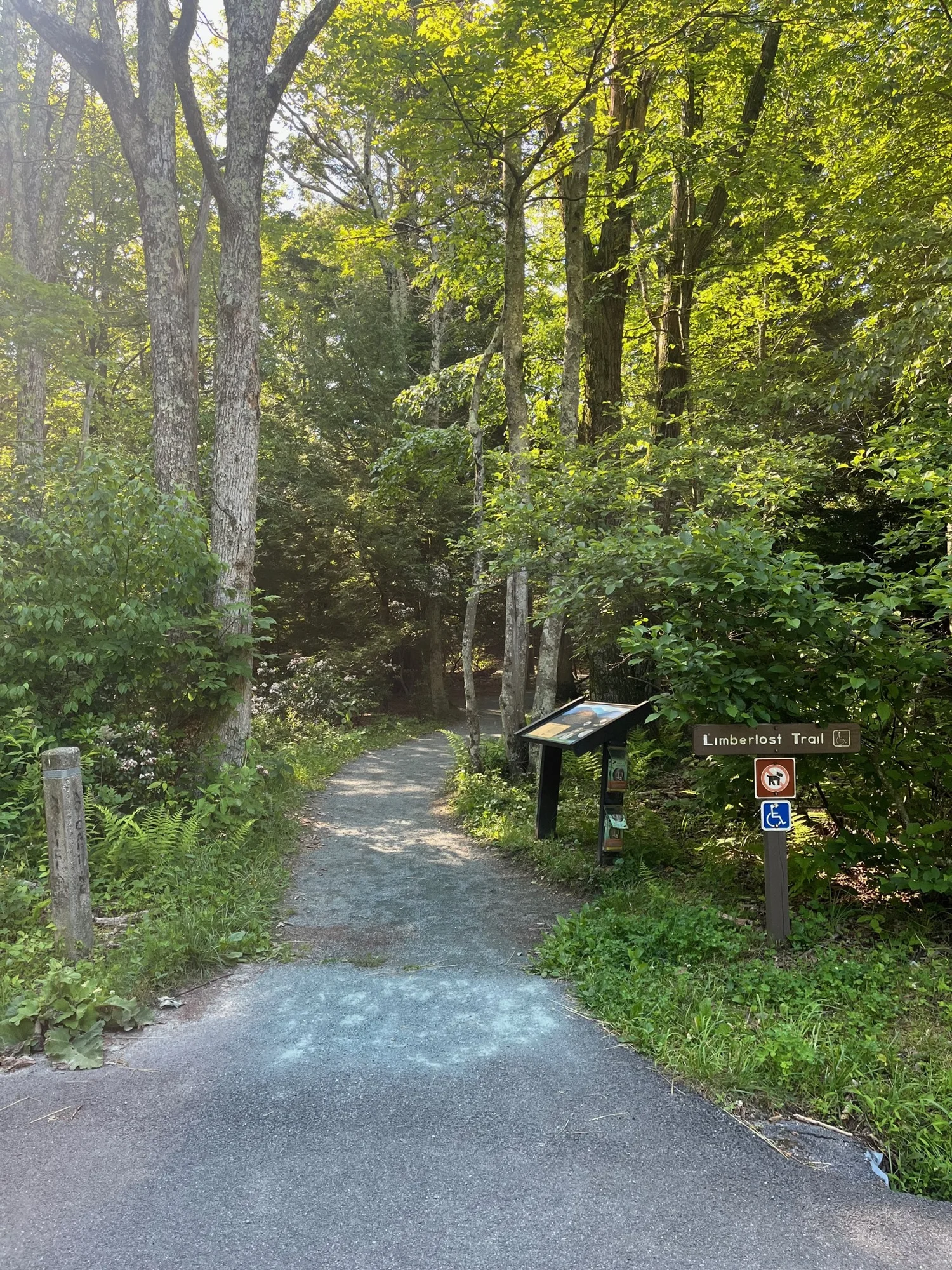 Limberlost Trail in Shenandoah National Park: A Hiking Guide
