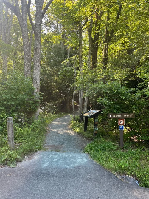 Limberlost Trail in Shenandoah National Park: A Hiking Guide