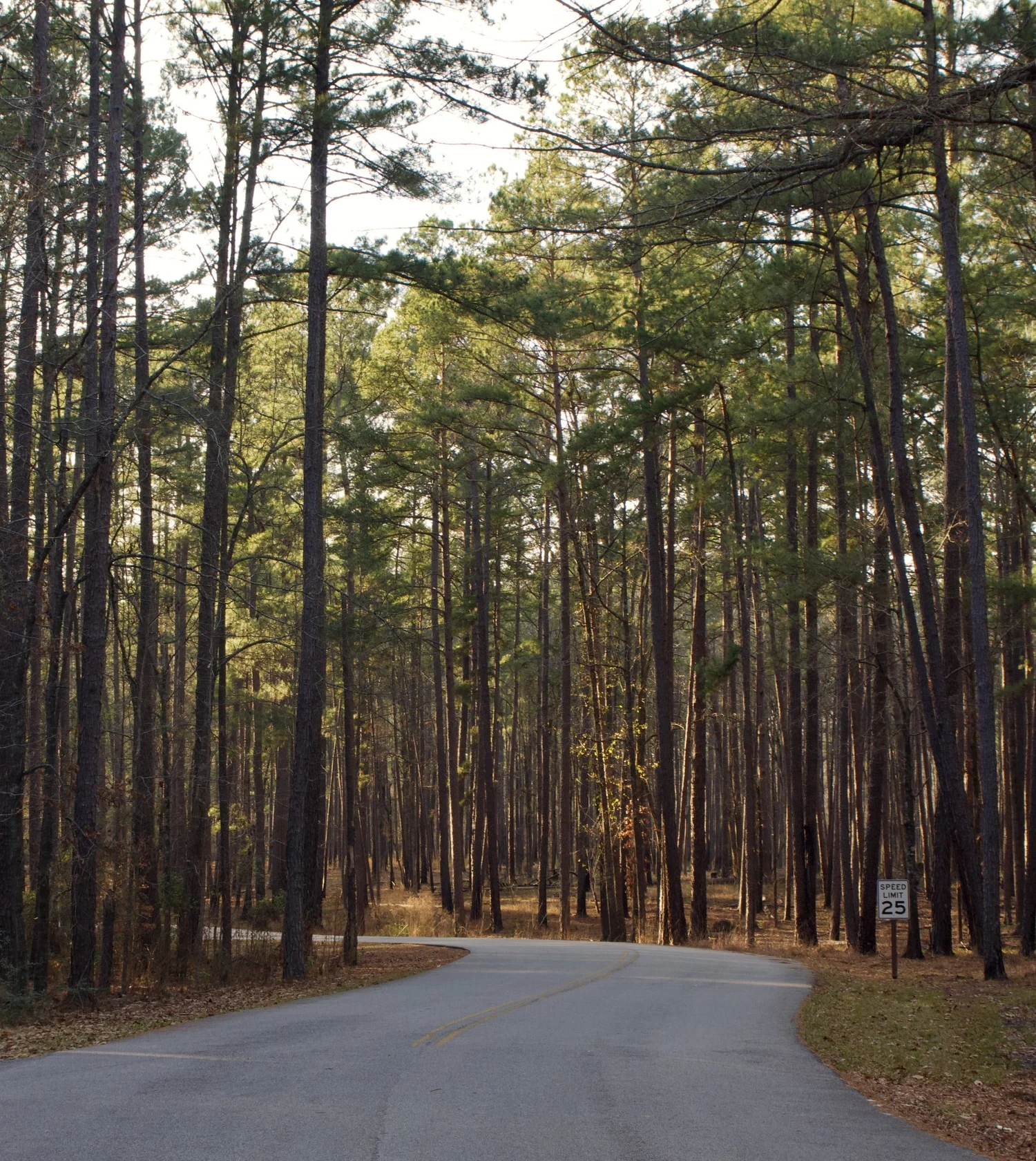 2 Day Congaree National Park Itinerary