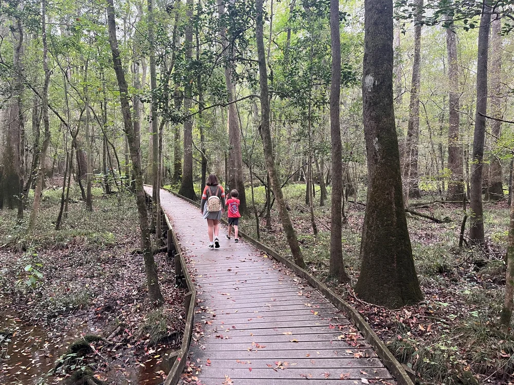 Boardwalk Loop Trail at Congaree National Park: A Hiking Guide