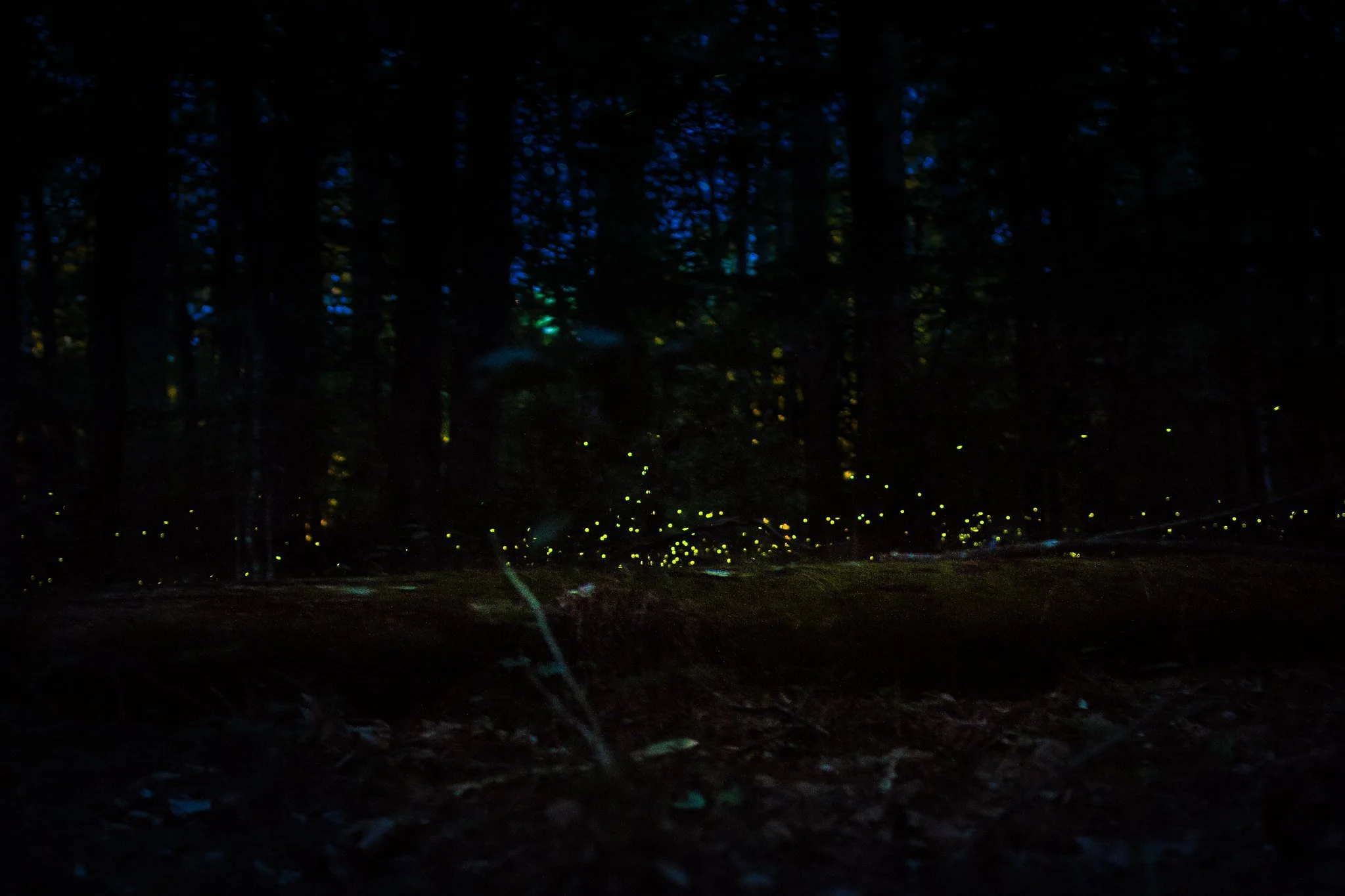 A Guide to the Synchronous Firefly Display at Congaree National Park