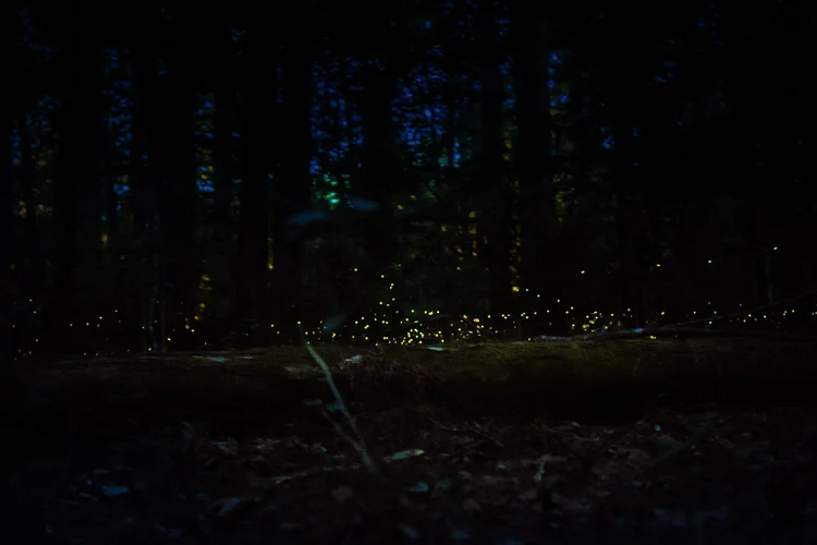 A Guide to the Synchronous Firefly Display at Congaree National Park