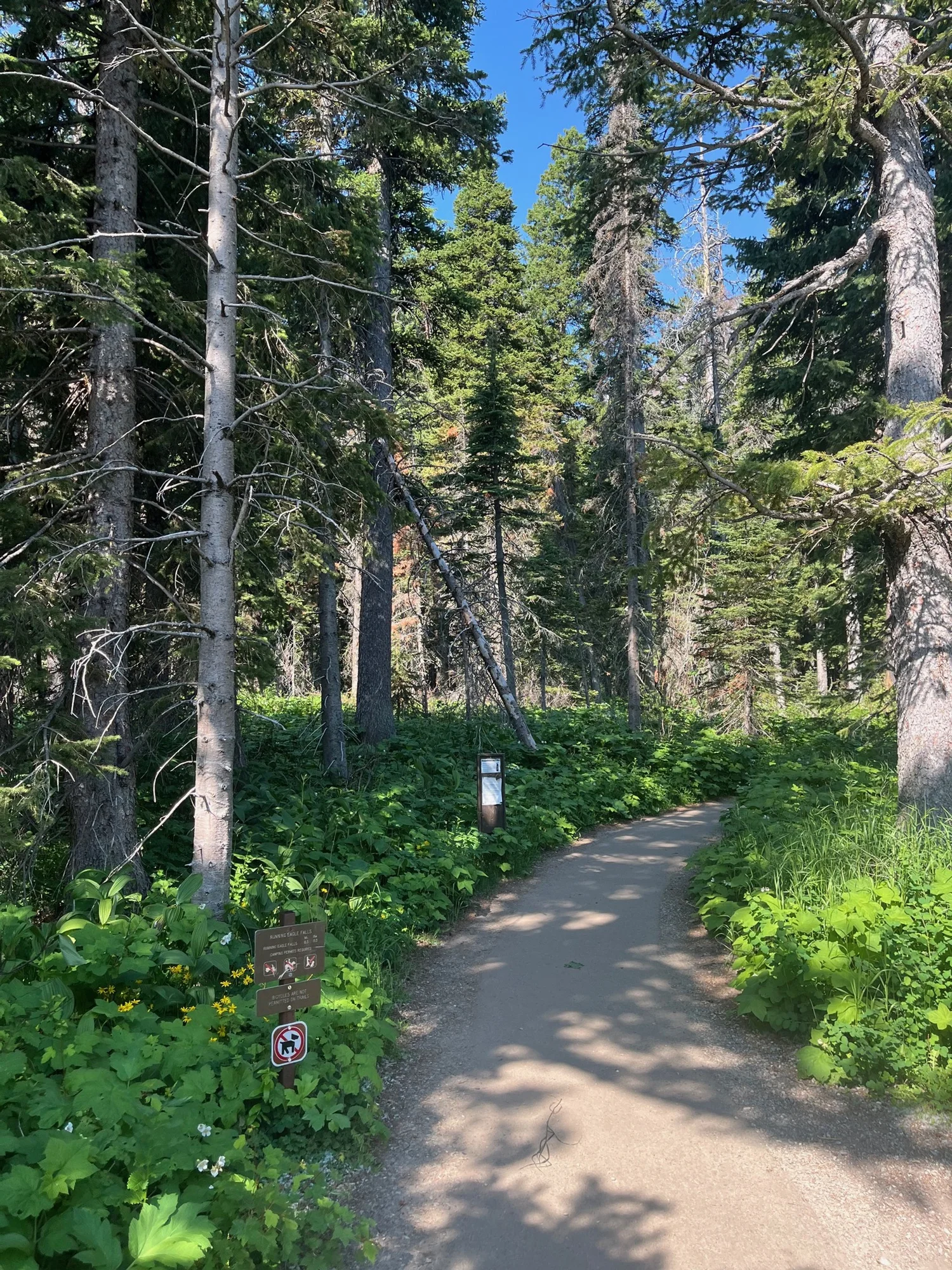Running Eagle Falls Trail in Glacier National Park: A Hiking Guide