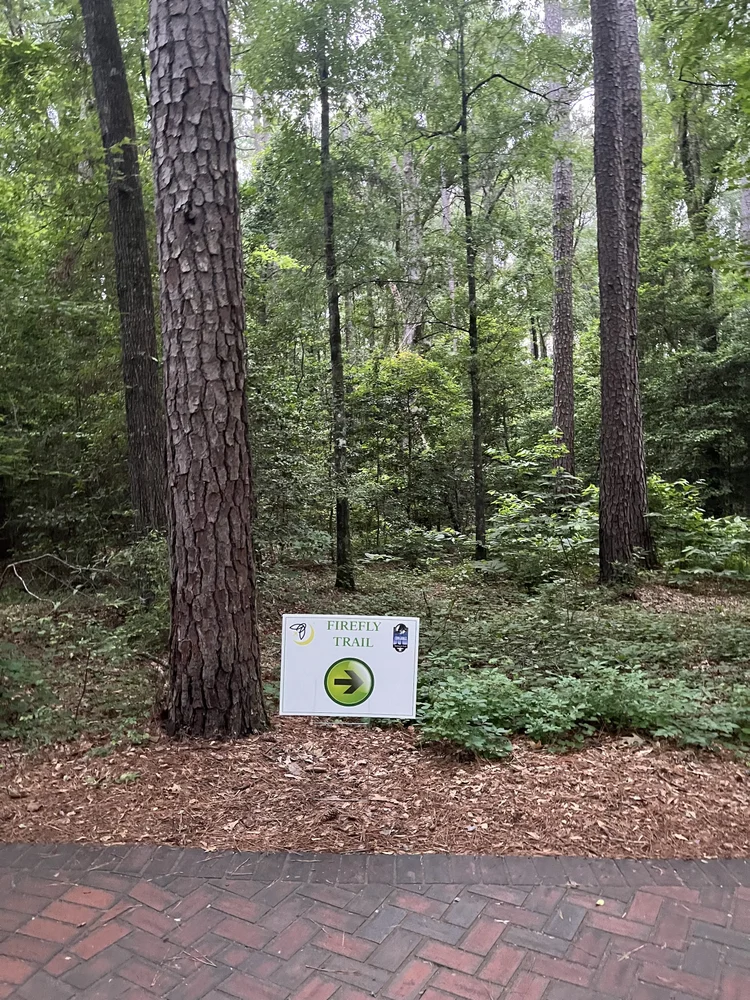 A Guide to the Synchronous Firefly Display at Congaree National Park