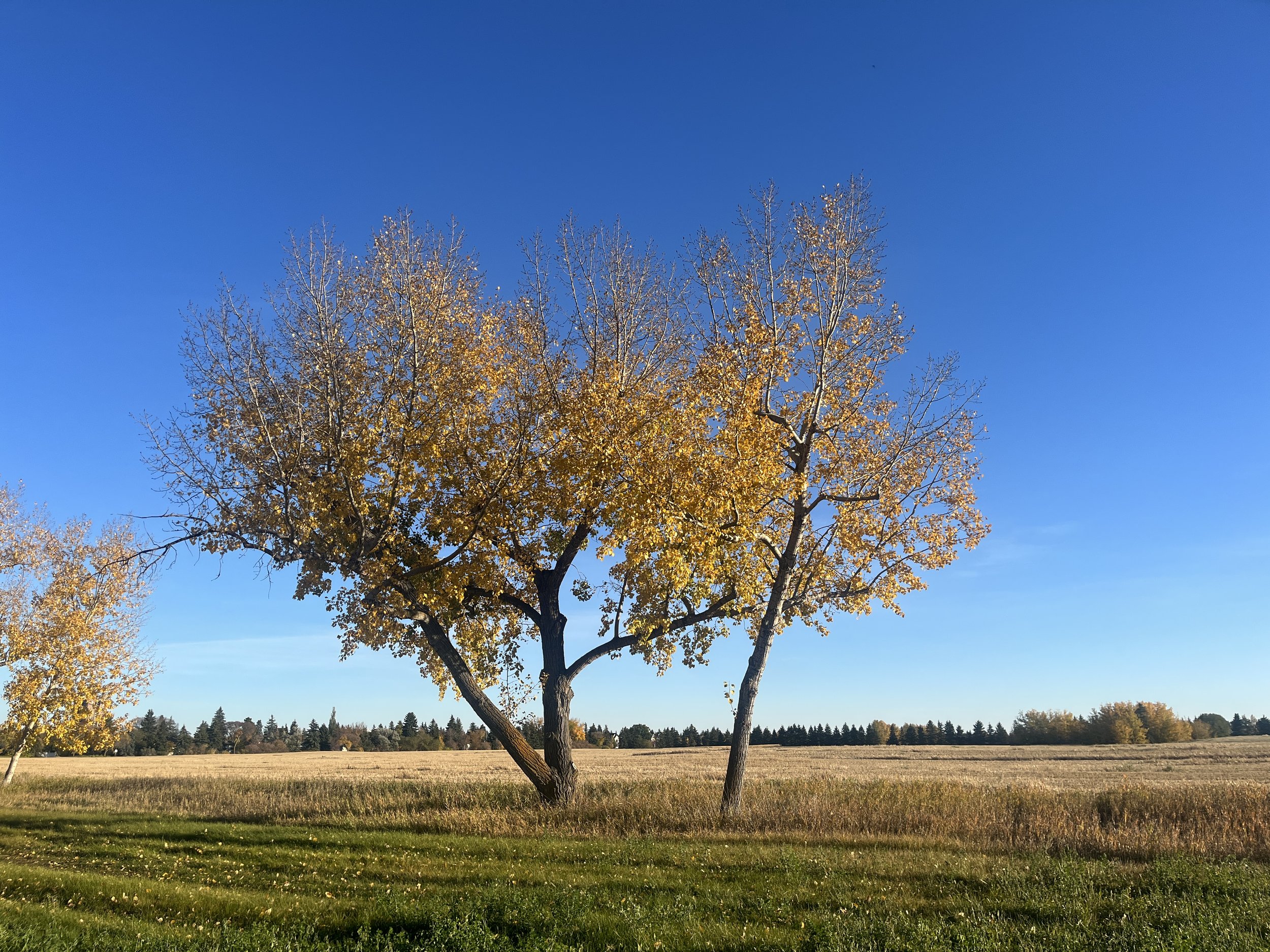 Lendrum Community League