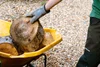 Tree LC - Tree Surgery & Stump Removal in Horsham & West Sussex