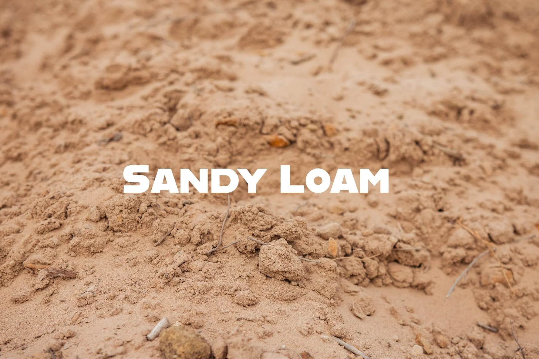 Sandy Loam