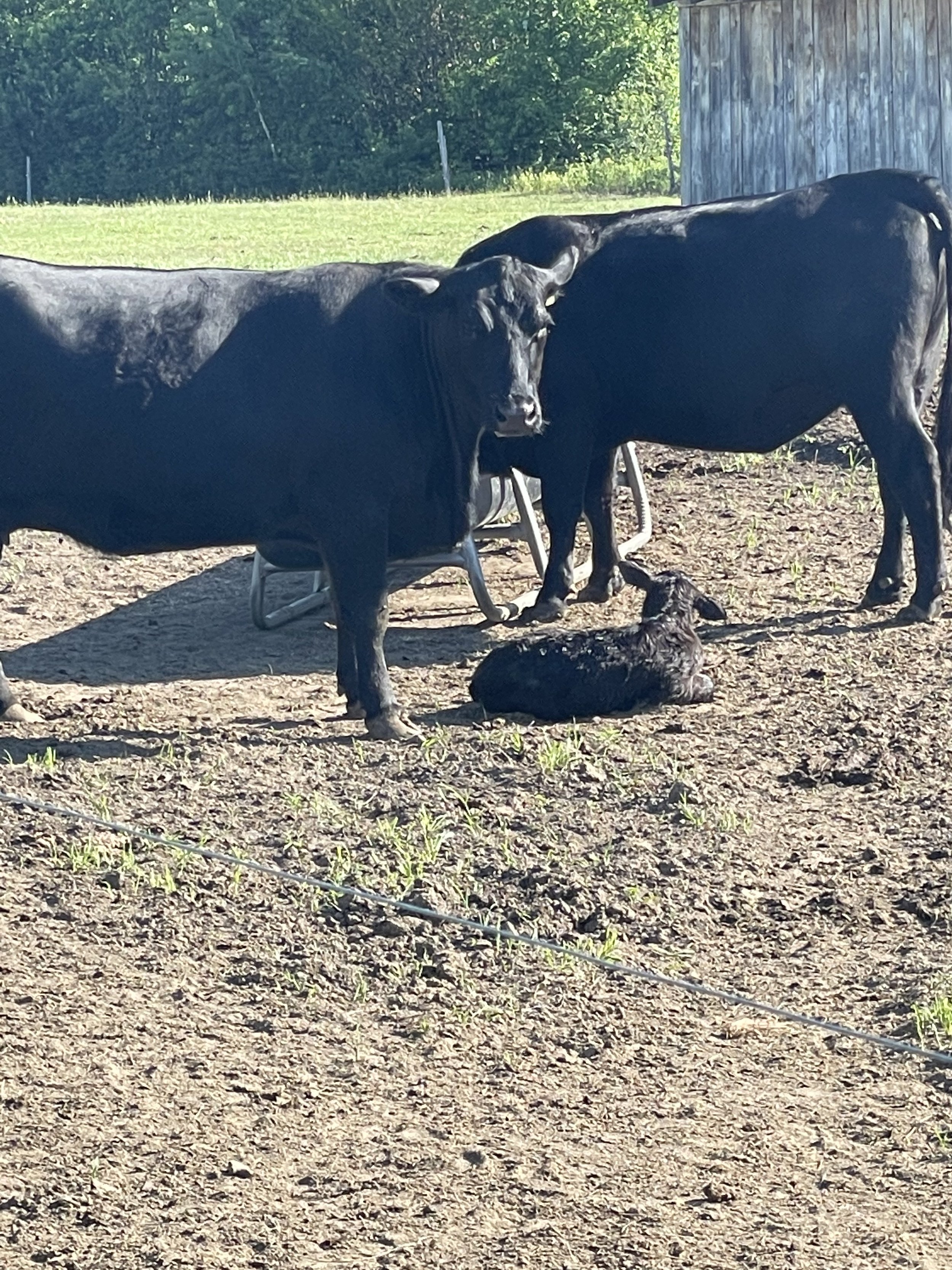 About — Straight Line Farm