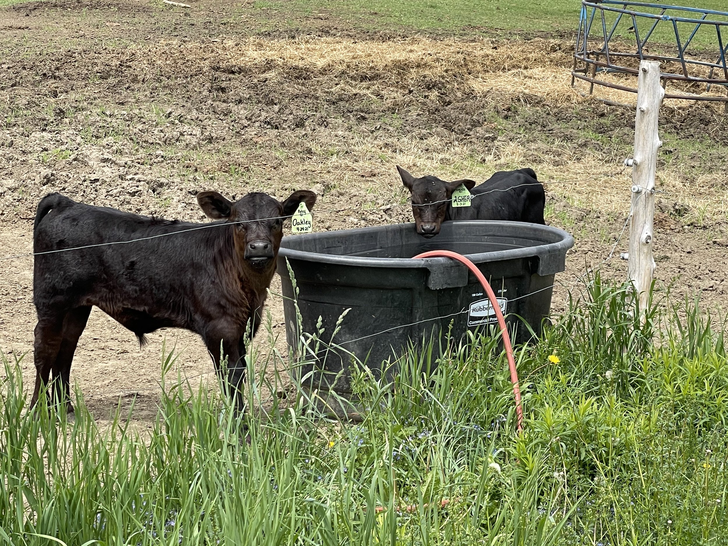 Practices — Straight Line Farm