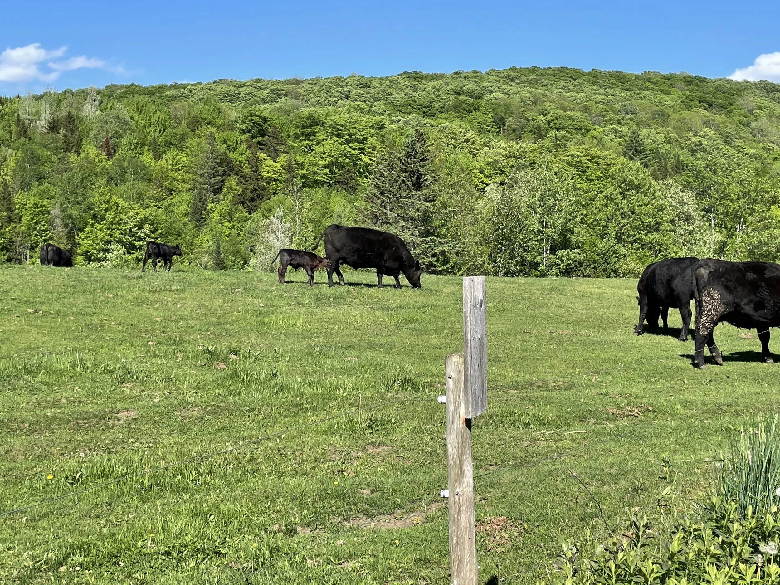About — Straight Line Farm