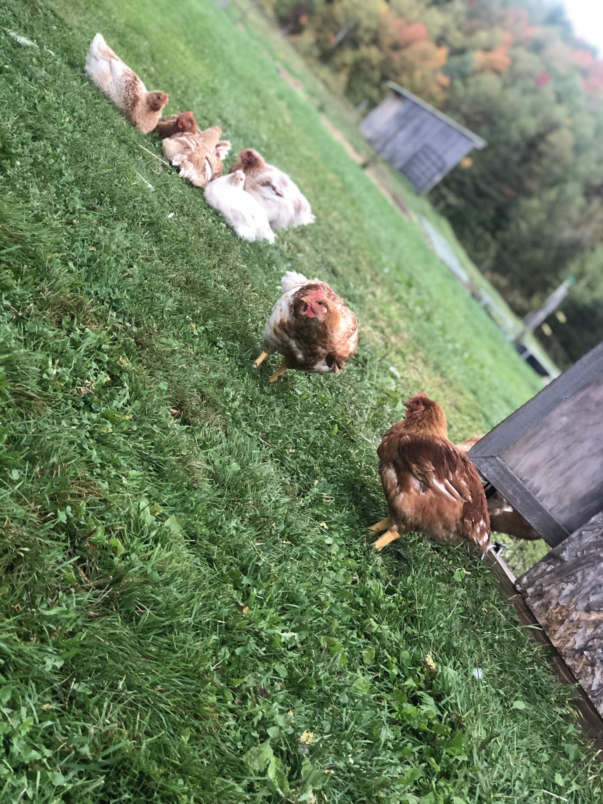 About — Straight Line Farm