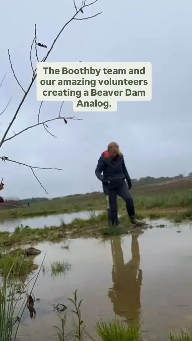 Nattergal
